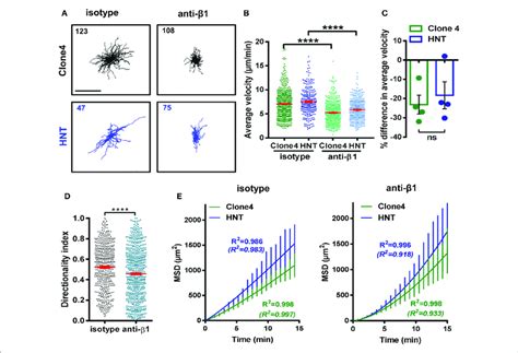 β1 Integrin Dependent Interactions Between T Cells And The Ecm Shape Download Scientific