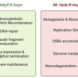 Top Schematics Of R Loop Structure Showing RNA DNA Hybrid Formed Download Scientific Diagram