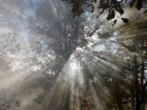 무료 이미지 나무 자연 숲 분기 눈 겨울 태양 안개 햇빛 아침 서리 잎 얼음 반사 날씨 시즌 동결 빛과 그늘 날마다 대기 현상 우디