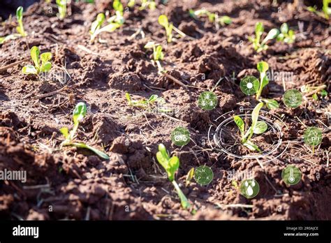 Iot Internet Of Things Modern Agriculture Smart Farming System Concept Internet Technology