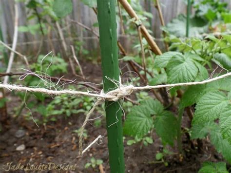 Diy Raspberry Trellis Support System For Gardening Miraclegroproject