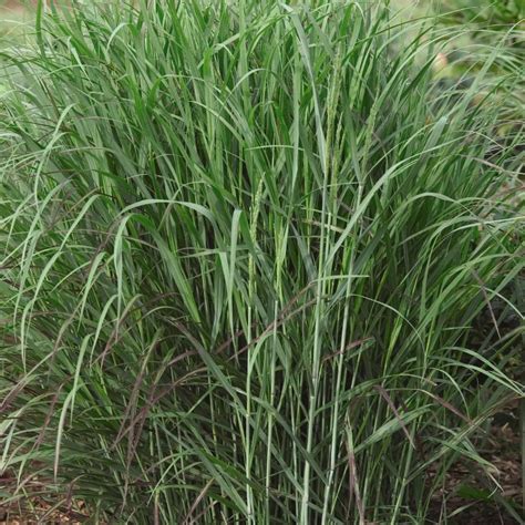 Panicum Virgatum Shenandoah From Nvk Nurseries
