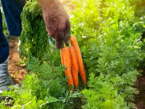 Olive Tree Root System Are Olive Tree Roots Invasive Leafyjournal
