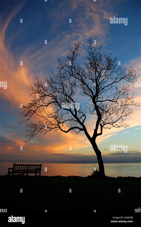 Treee Silhouette Hi Res Stock Photography And Images Alamy