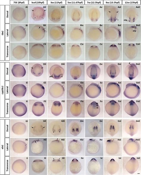 Spatio Temporal Expression Of Cranial Lateral Mesoderm Marker Genes