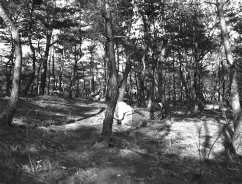 송충이 잡기 사진아카이브 서울의 기록 시민소통 정보소통광장