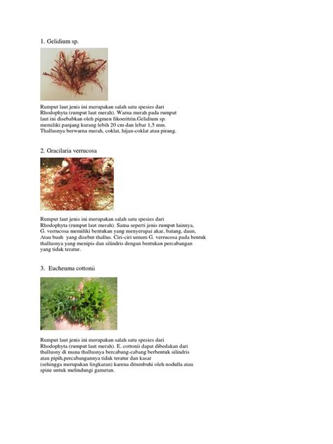 Gelidium Sp Pdf