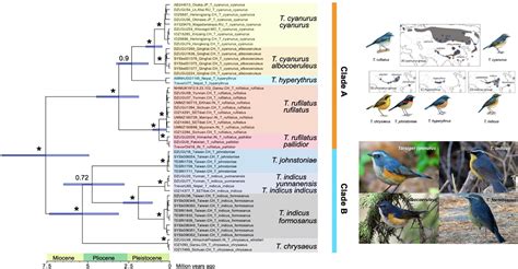 Species New To Science Ornithology • 2022 Cryptic Species In A