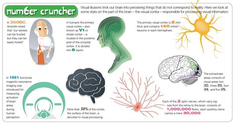 Here We Look At Some Stats On The Visual Cortex Laboratory News
