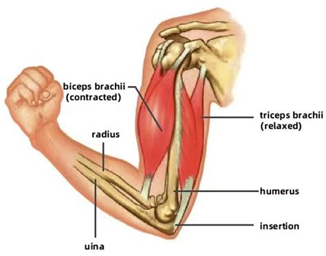 The Structural Design Kinematics And Workspace Analysis Of A Novel Rod Cable Hybrid Cable
