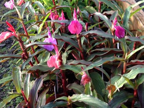 Roscoea Far Reaches Red Group Far Reaches Farm
