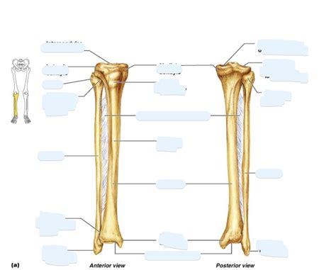 Tib Fib Ant Diagram Quizlet