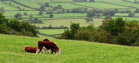 Selenium In Beef Organs Organ Meat Selenium Content Oneearthhealth