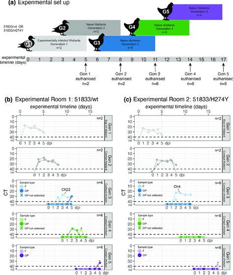 Transmission Experiment A Experimental Set Up With Overlapping Bird
