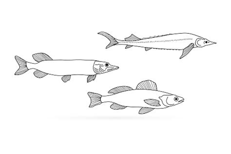 낙서 물고기 철갑상어와 파이크 아이콘은 흰색에 고립 해산물 로고 손으로 그리는 아트 라인 색칠 페이지 책 스케치 벡터 스톡 일러스트레이션 물고기에 대한 스톡 벡터 아트 및