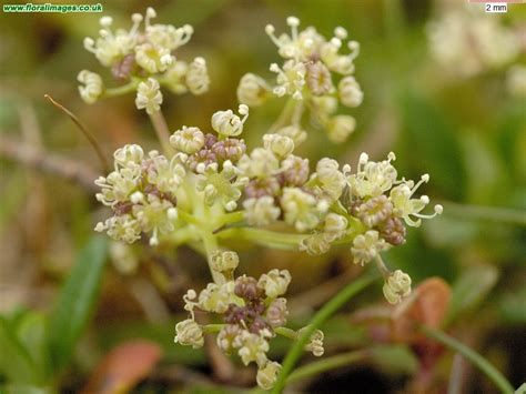 Trinia Glauca Picture 6 Of 15