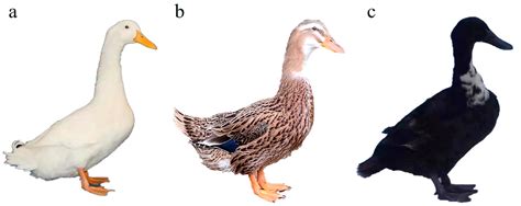 Duck Color Variations