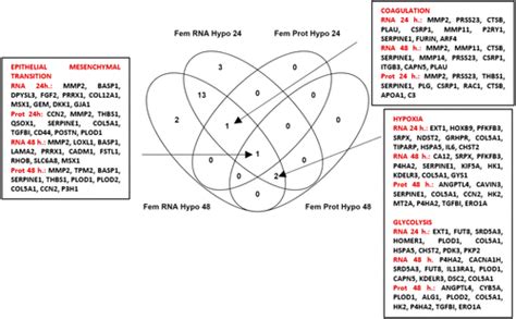 Transcriptomics And Proteomics Revealed Sex Differences In Human Pulmonary Microvascular