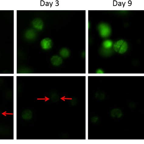 Cellrox Staining For Intracellular Reactive Oxygen Species In Its Or Download Scientific