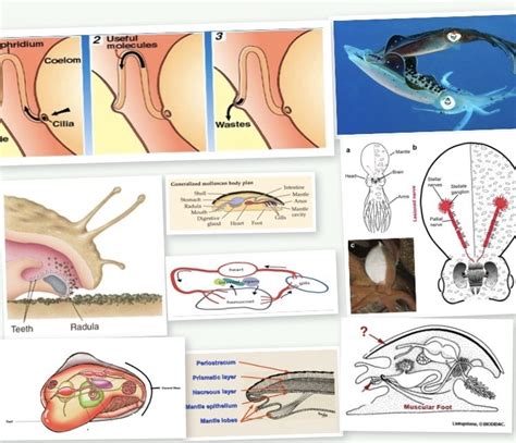 Phylum Mollusca Diagram Quizlet Phylum Mollusca Diagram Quizlet