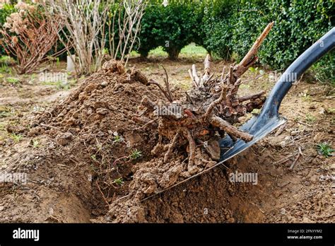 Gardener At Work How To Remove Old Roots From The Ground Step By Step Tutorial Stock Photo