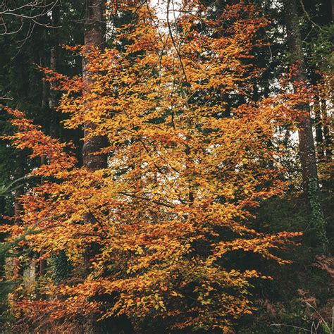 How Much Co2 Does A Tree Absorb Lets Get Carbon Curious