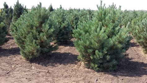 Горная сосна: виды и сорта, посадка и уход, обрезка, pinus mugo ...
