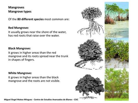 What Are The Three Types Of Mangroves