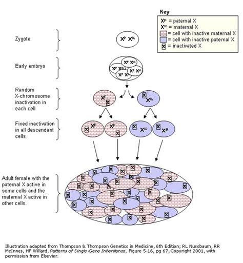 Hemophilia Inheritance The Genetic Pattern