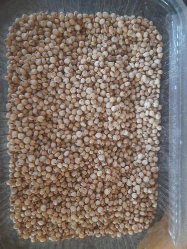 Organic Jawar At Rs 60 Kg Mahananda Ujjain ID 2851224165530