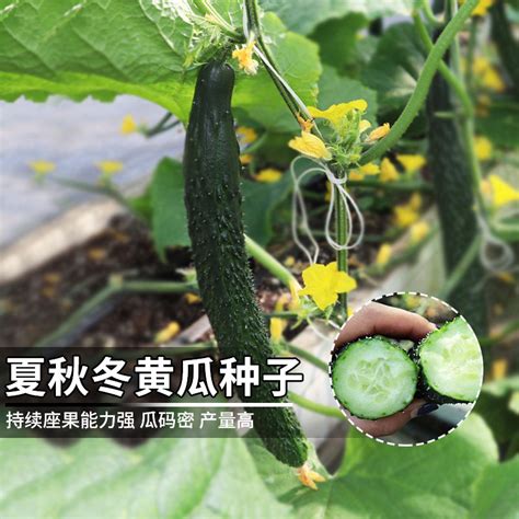 黄瓜种子四季播蔬菜种籽农家阳台菜园大棚春夏秋冬黄瓜种孑四季播虎窝淘