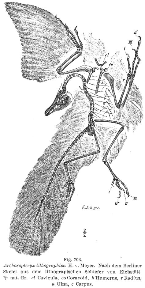 Archaeopteryx Fossil