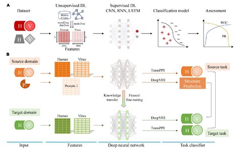 Figure 1 From Deep Learning Powered Prediction Of Human Virus Protein Protein Interactions