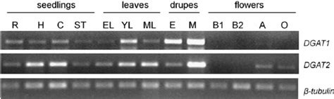 In Situ Localization Of Dgat1 And Dgat2 Transcript Accumulation In