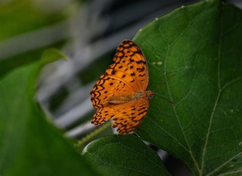 Insect Eggs Identification Guide Pictures And Tips