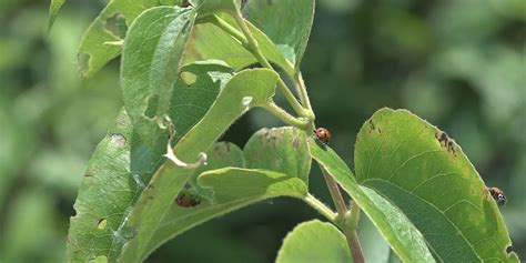 4th Annual Ladybug Release At Moana Nursery