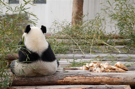 Optimize The Pandas Dataframe Memory Consuming For Low Environment By