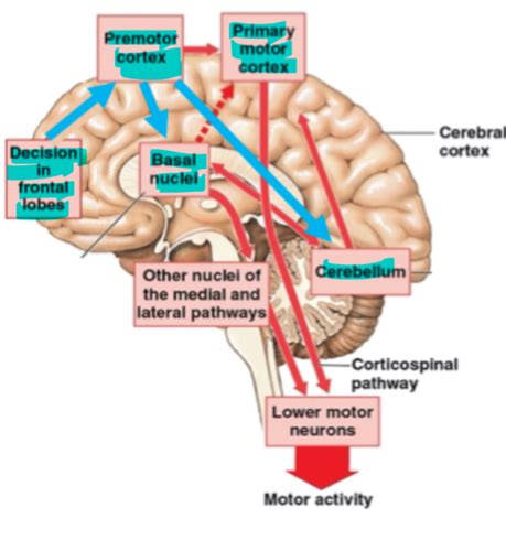 Hubs Lecture Flashcards Quizlet