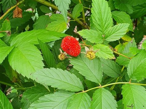 Native Of The Month Native Raspberry Protection Of The Natural Environment To Achieve A