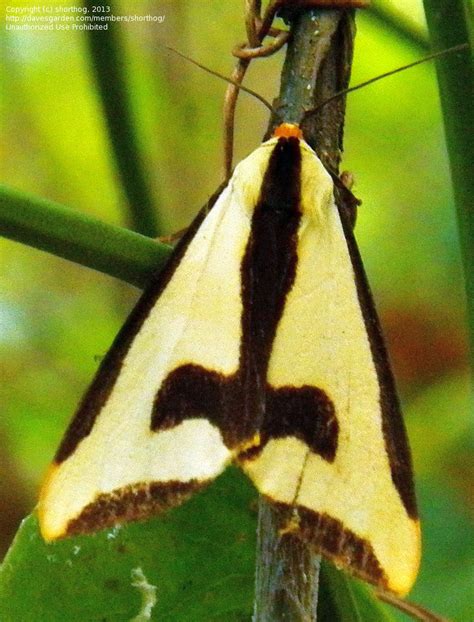 Bug Pictures Clymene Moth Blessing Moth Haploa Clymene By Birder17