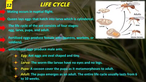 Social Behaviour Of Ant Pptx Social Behaviour Of Ant Pptx