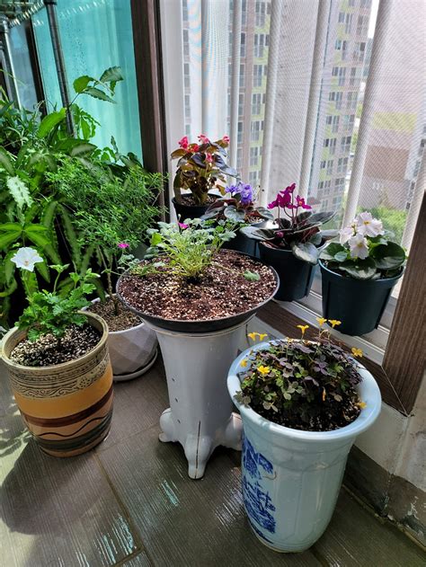 식물 베란다 정원 꿈꾸는 공간