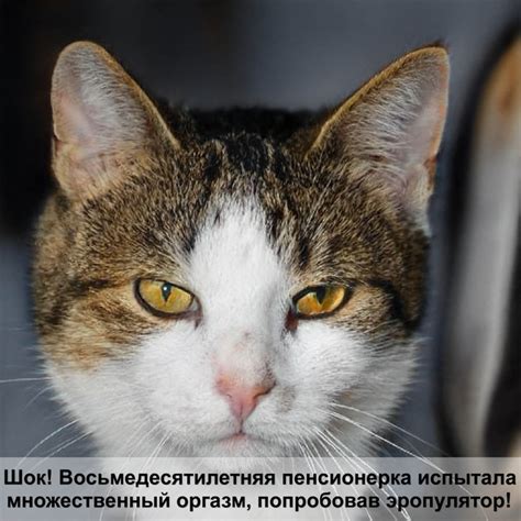 Сера для шерсти кошек Hosted At Imgbb — Imgbb