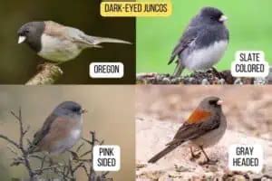16 Facts About Dark Eyed Juncos With Photos Bird Feeder Hub