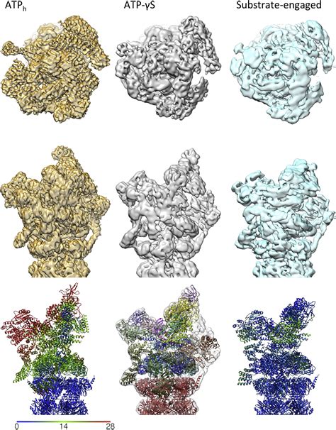 Unveiling The Long Held Secrets Of The 26s Proteasome Structure