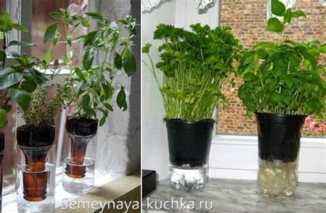 как вырастить съедобную зелень на подоконнике Herb Garden Vegetable Garden Horticulture