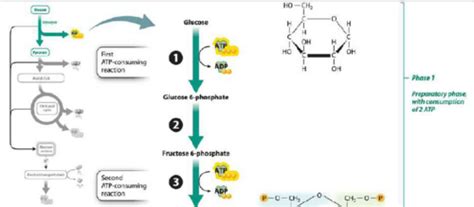 Lec 4 Cellular Respiration Flashcards Quizlet