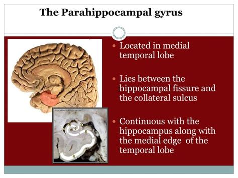 Limbicsystem PptThe Limbic System Is A Group Of Interconnected Brain Structures That Help