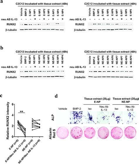 The Effect Of Il 13 Neutralization On Runx2 Expression In C2c12 Cells