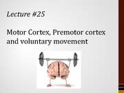 Lecture Motorcortex Lecture Motor Cortex Premotor Cortex And Voluntary Movement Primary